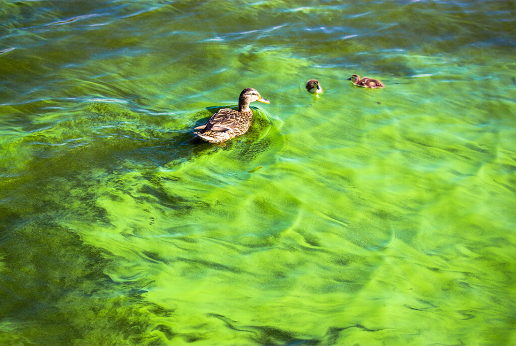 What is nutrient pollution? - Axius Water